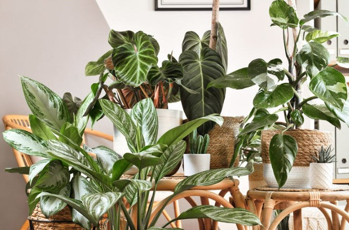 SoCal Soul Plants & Gifts