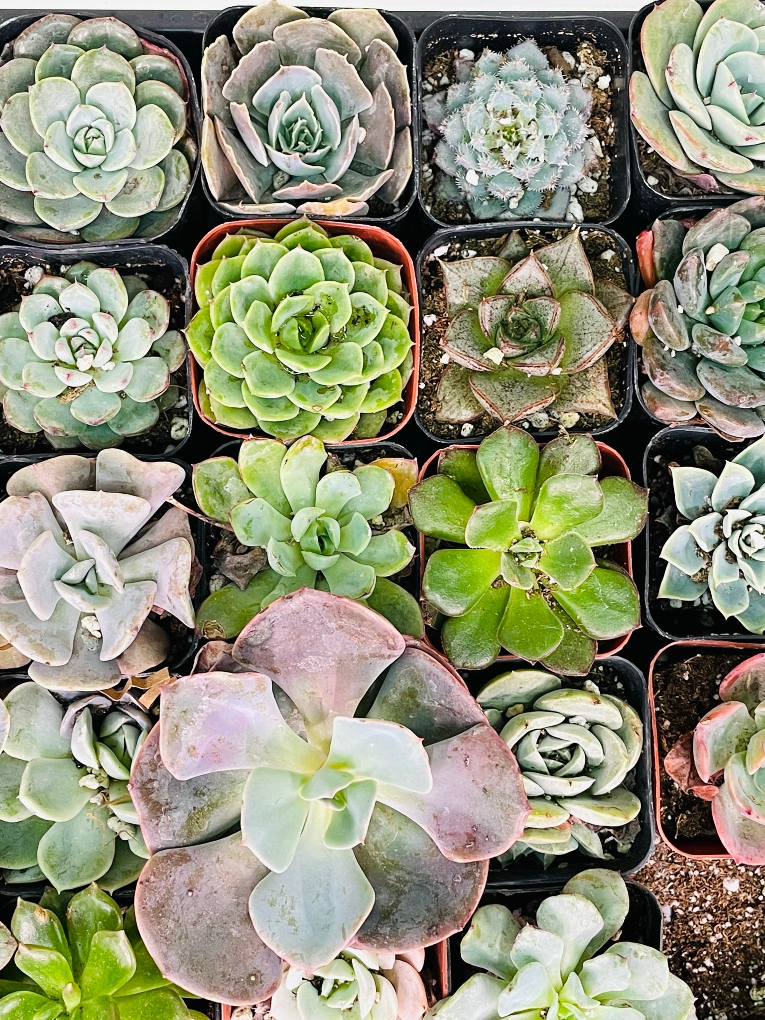 Succulents – SoCal Soul Plants & Gifts