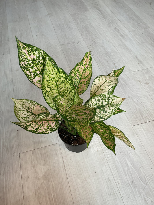 Products – SoCal Soul Plants & Gifts