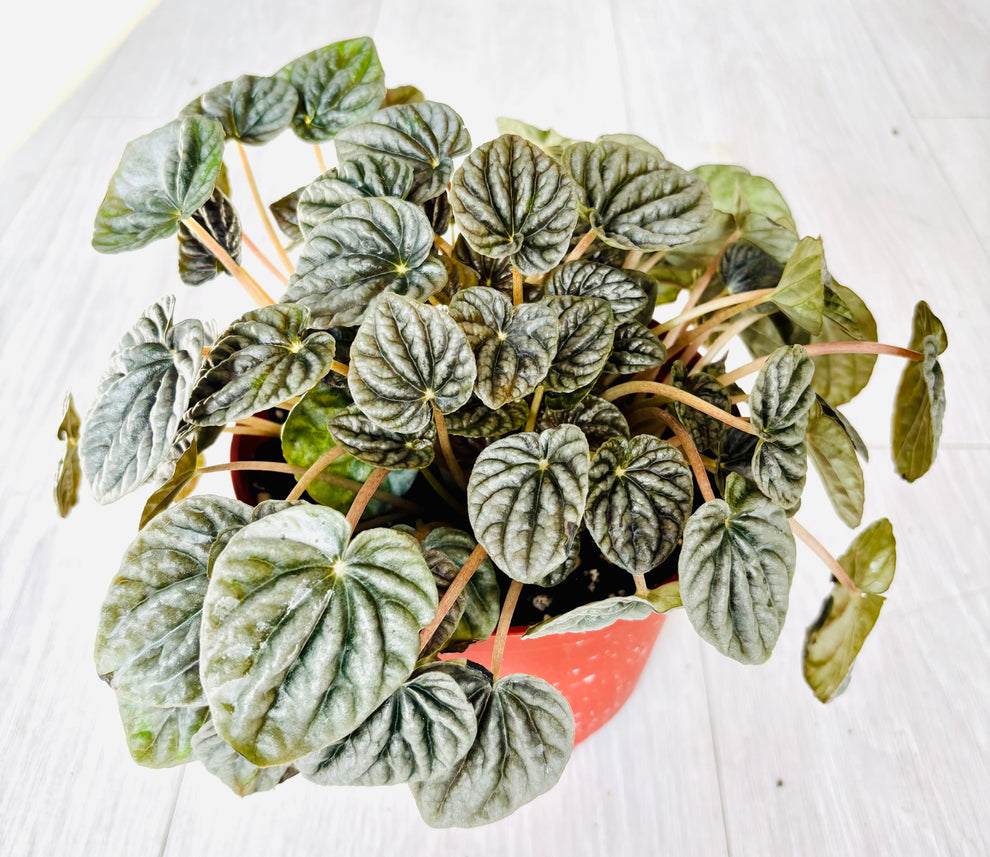 Peperomia Emerald Ripple 6" – SoCal Soul Plants & Gifts