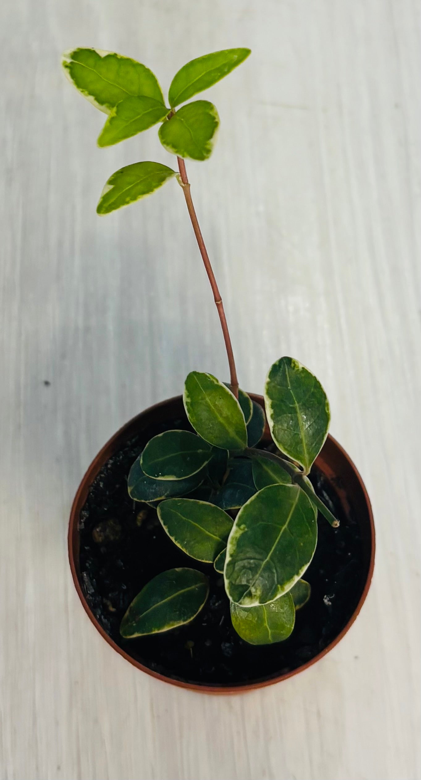Houseplants - Assorted 2" – SoCal Soul Plants & Gifts