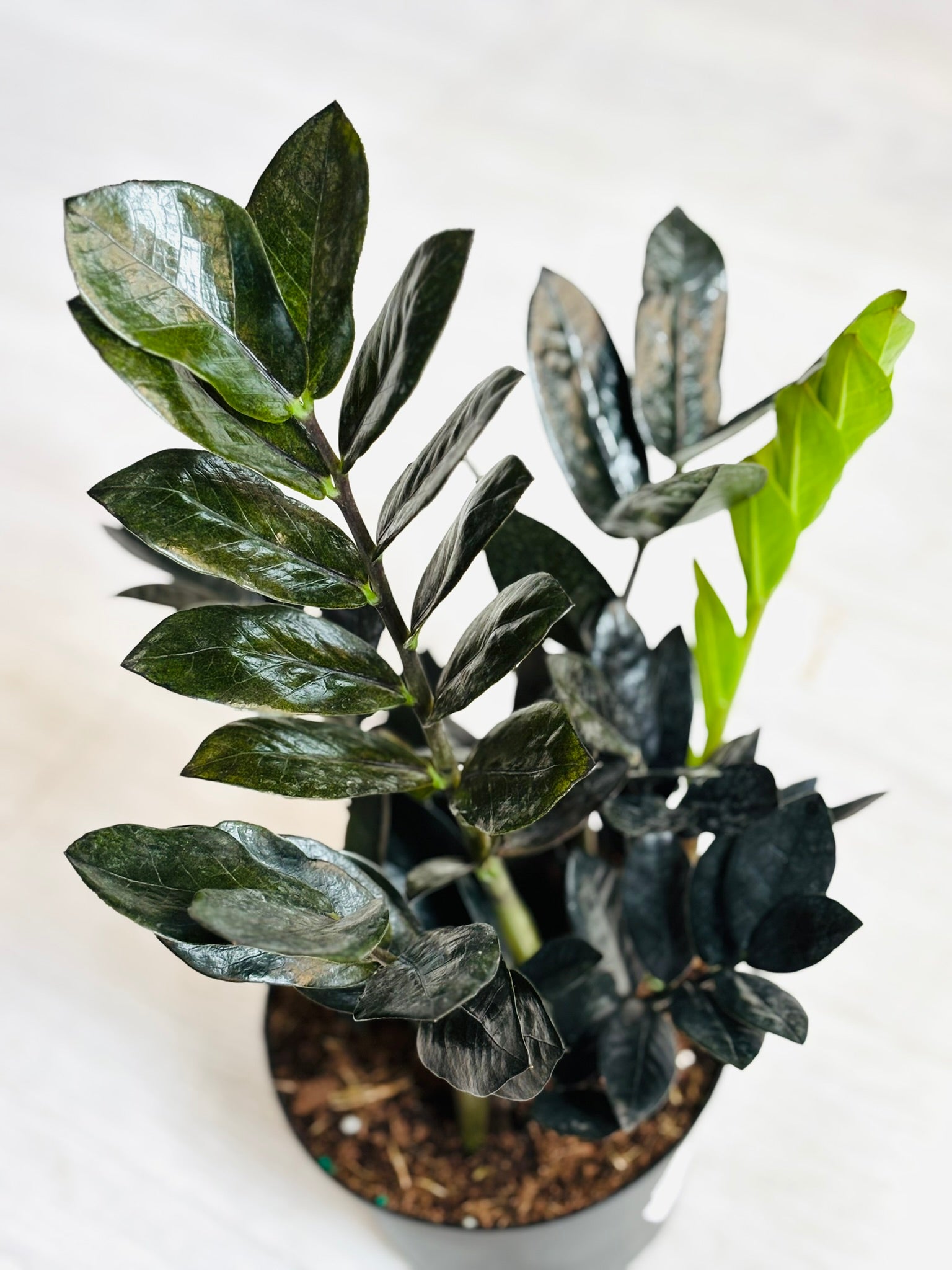 All – SoCal Soul Plants & Gifts