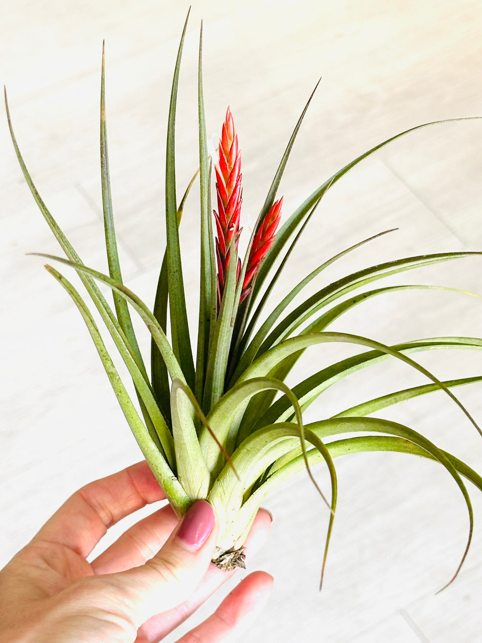 All – SoCal Soul Plants & Gifts