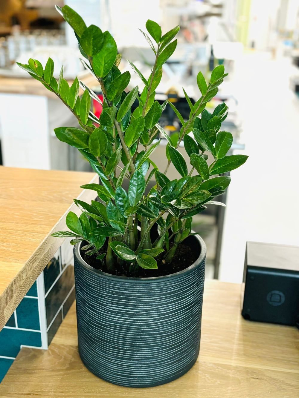 Services – SoCal Soul Plants & Gifts