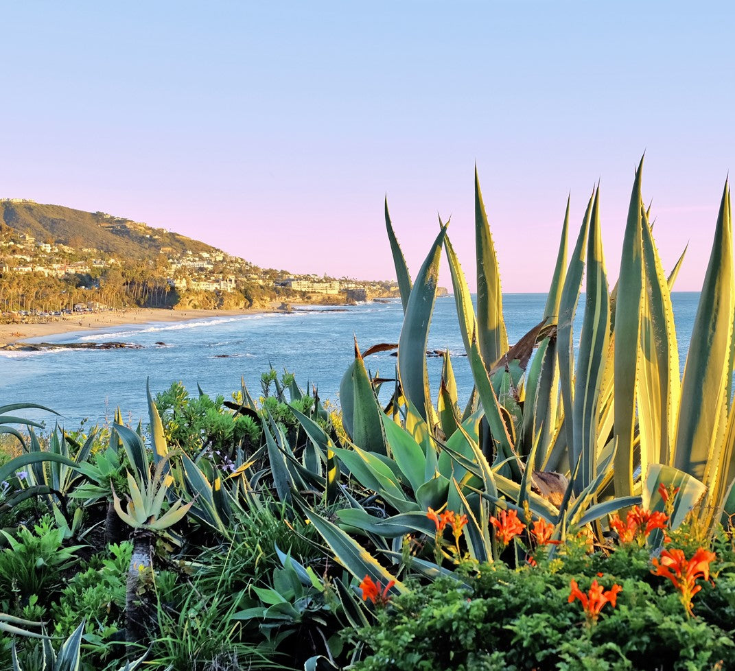 SoCal Soul Plants & Gifts